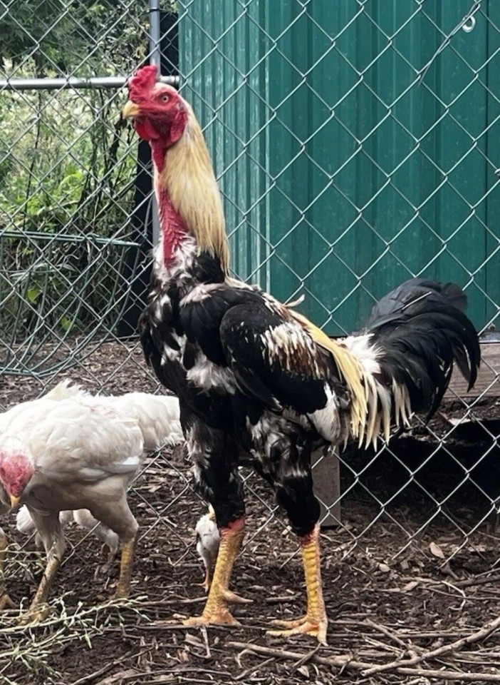 RARE - VELOCIRAPTORS! 4 Indio Gigante Eggs -Brazilian - WORLD’S TALLEST ...