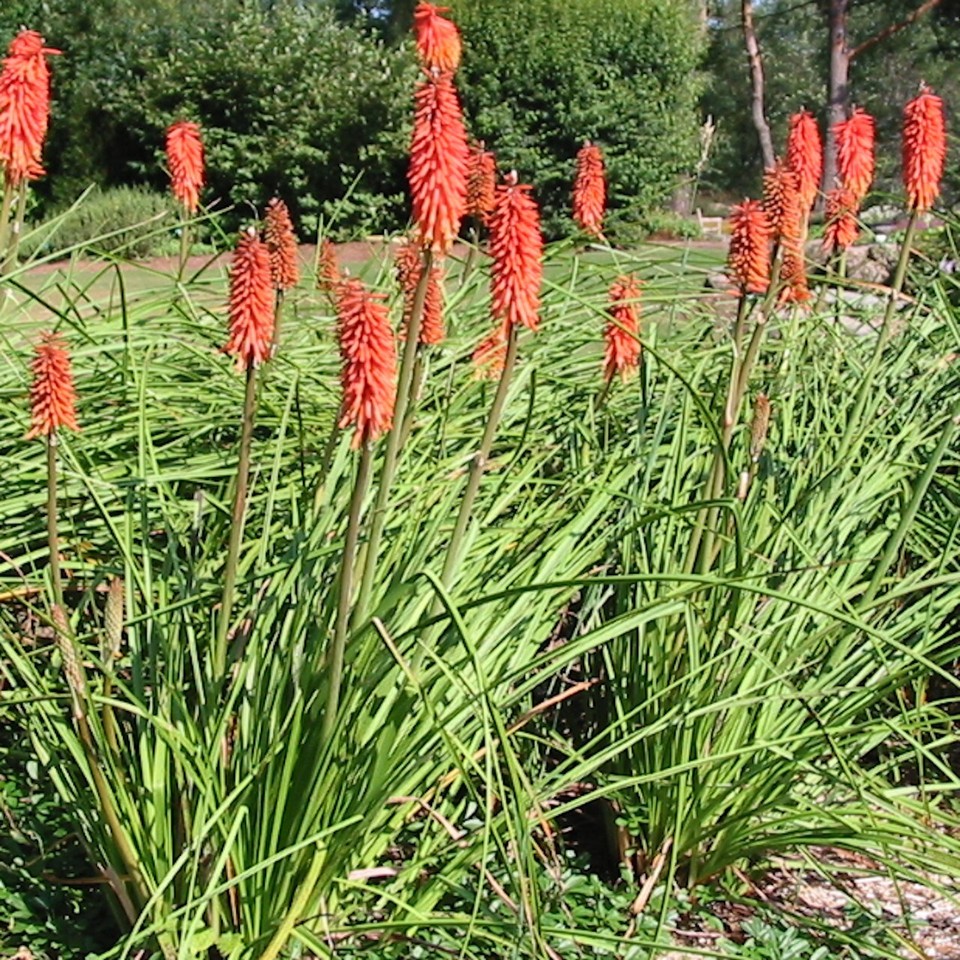 Red Hot Poker Plant "Kniphofia Flamenco" - Live Plant - Perennial Grass ...