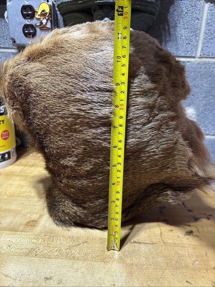 Oddities Taxidermy Deer Butt Mount – Monster Dog Face Art | eBay