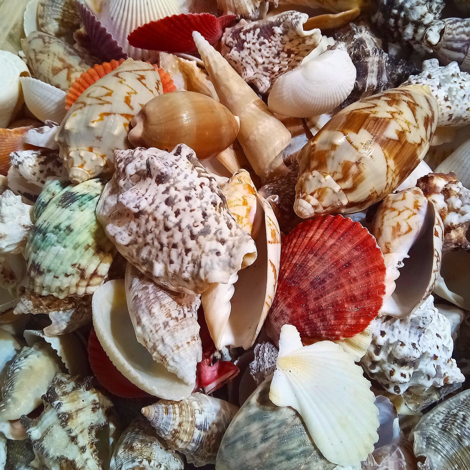 Shells Seashells, Beach Shells, Individual Sea Shells - Choice of Over ...