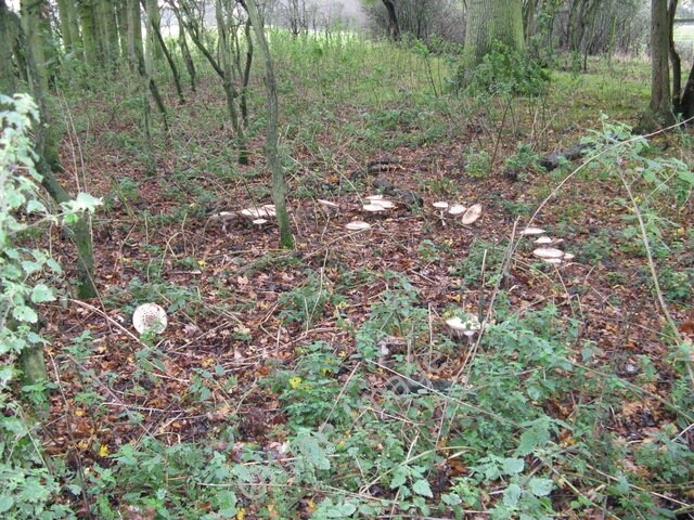 Photo 6×4 A carousel of Parasol fungi Dragons Green In small copse near ...