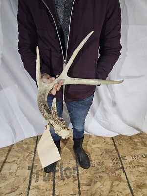 Wild Whitetail Deer Antler Shed Horn Rack Decor 4 Point 58" Man Cave ...