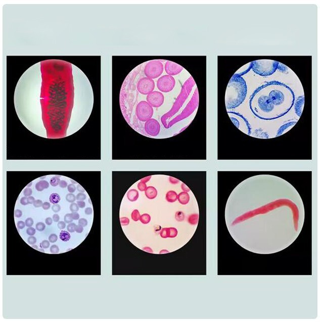 10PCS Prepared Microscope Slides in Parasitology Specimen f Teaching ...