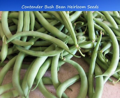 Bean Seeds -Contender Bush Bean 100 Seeds! Early Producer Stringless 8 ...
