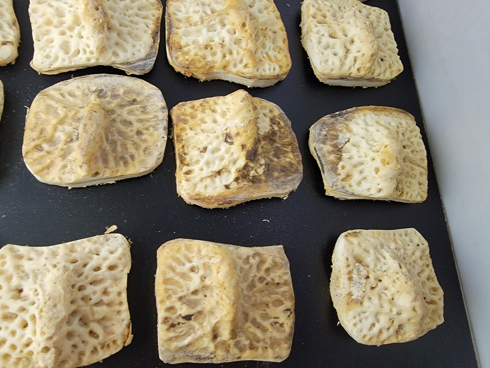 Gator ALLIGATOR BACK SCUTE bone bones BONY scutes croc weird OSTEODERMS ...