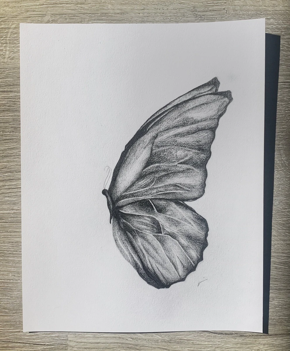 Pencil Drawing Of Butterflies