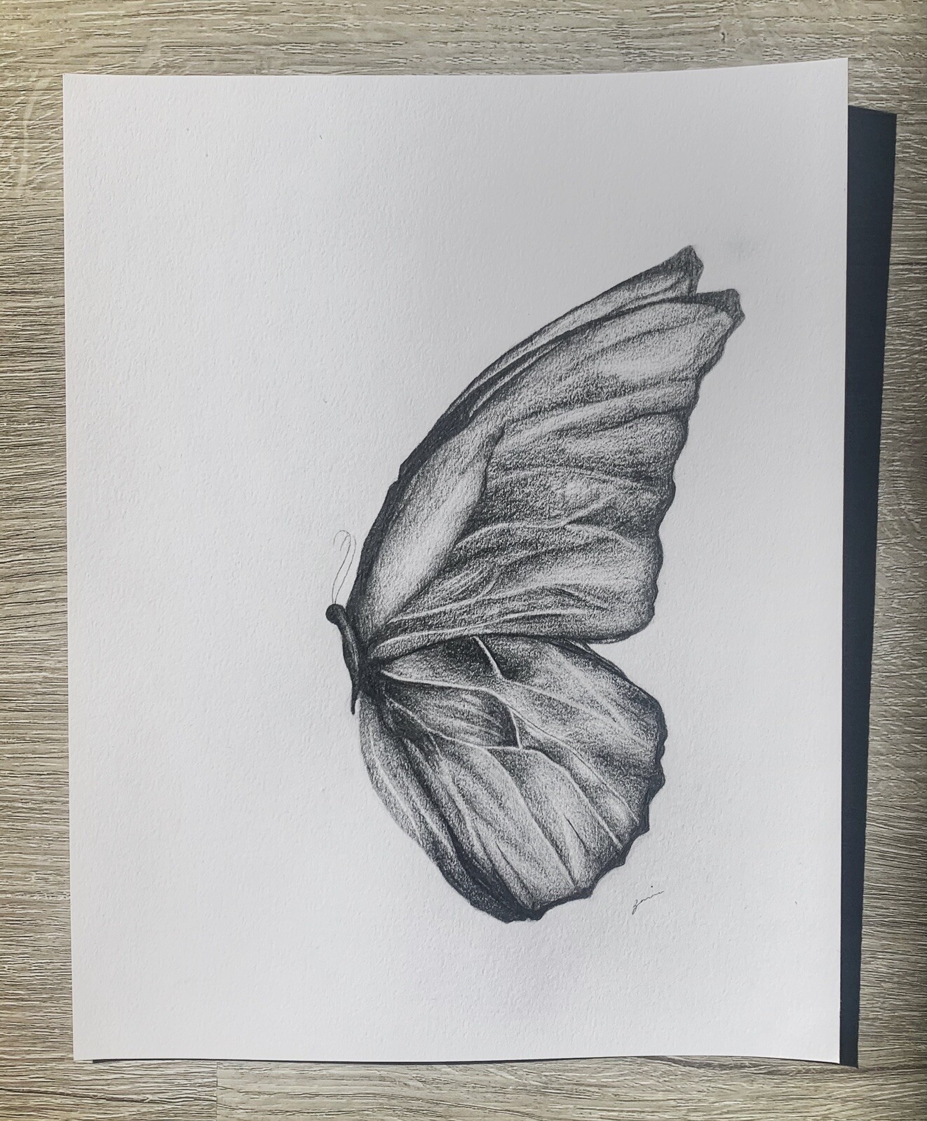 Butterfly Pencil Drawing