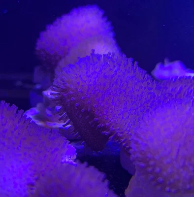 Toadstool - 'Devils hand'- Coral Frag - | Grelly UK