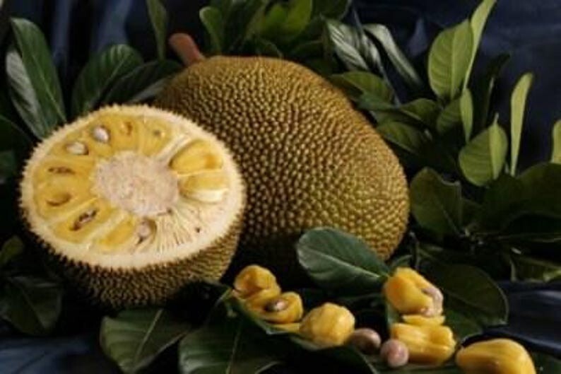Jackfruit Tree 2–3ft Tall – Live Tropical Fruit Plant – 3Gal Pot – Ship ...
