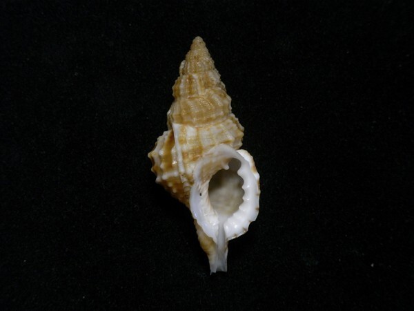 Formosa/Sea Shells/Sassia semitorta 44.5mm. | eBay