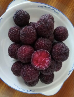 GRAFTED ** YANGMEI ** LATE BIQI Myrica rubra bayberry ULTRA RARE NEW ...