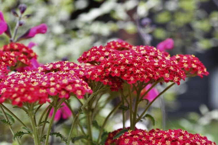 Red Yarrow Plant