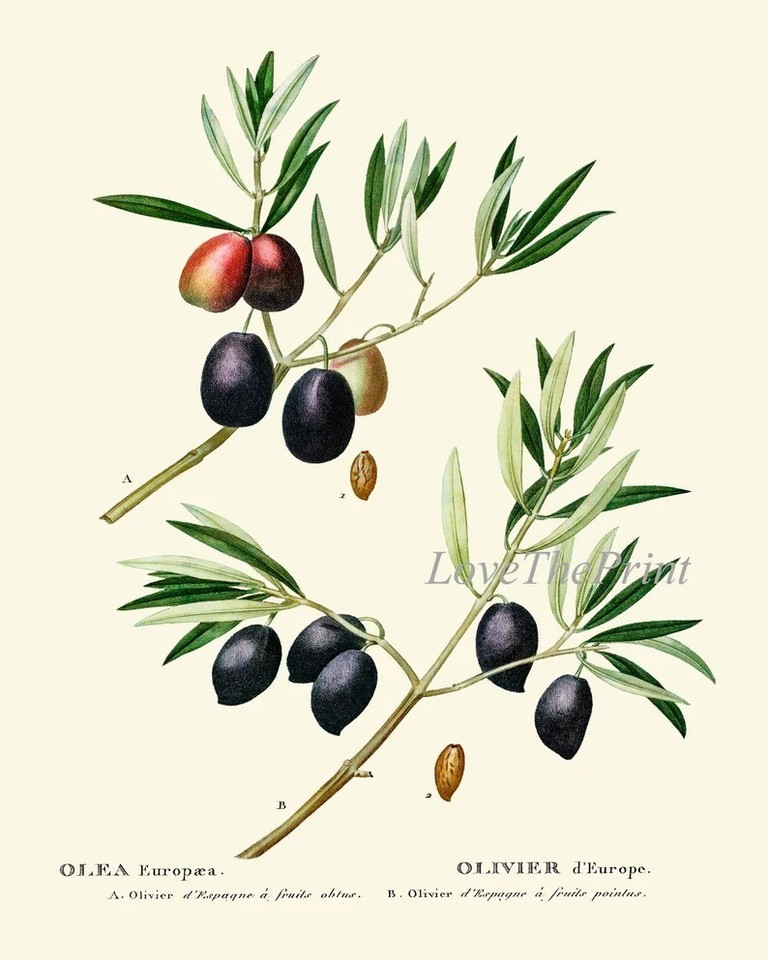 Vintage Olives Print Set of 3 Wall Art Antique Olive Tree Branch Italy ...