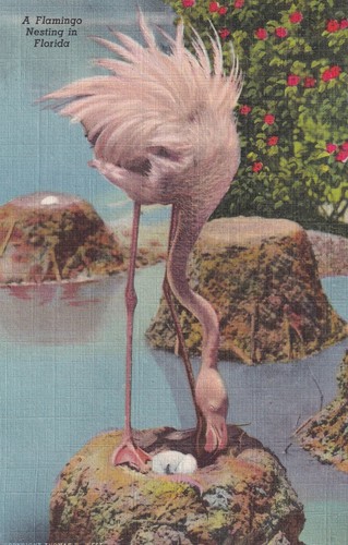 Flamingo Nesting In Florida FL Tampa 1944 Pittsburg KS Postcard E34 | eBay