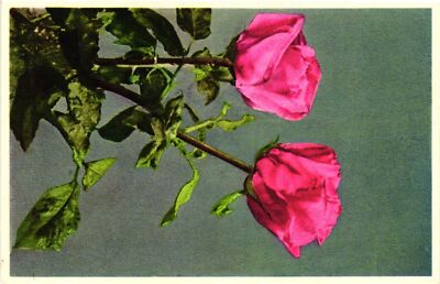 Vintage Postcard- image of two roses with leaves | eBay