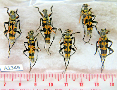 A1349. Unmounted insect: Cerambycidae sp. Vietnam. Yen Bai | eBay