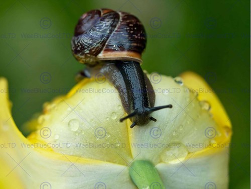 SPRING SNAIL SHELL ON FLOWER PHOTO ART PRINT POSTER PICTURE BMP464B ...