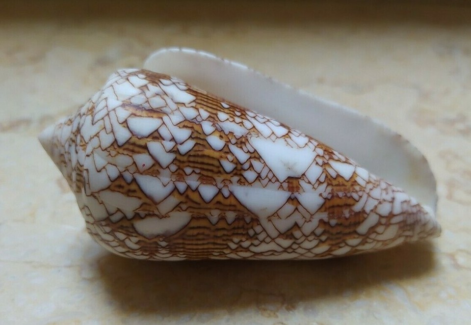 Textile Conus Shell nice Pattern Nature massive shell 91 mm red sea ...