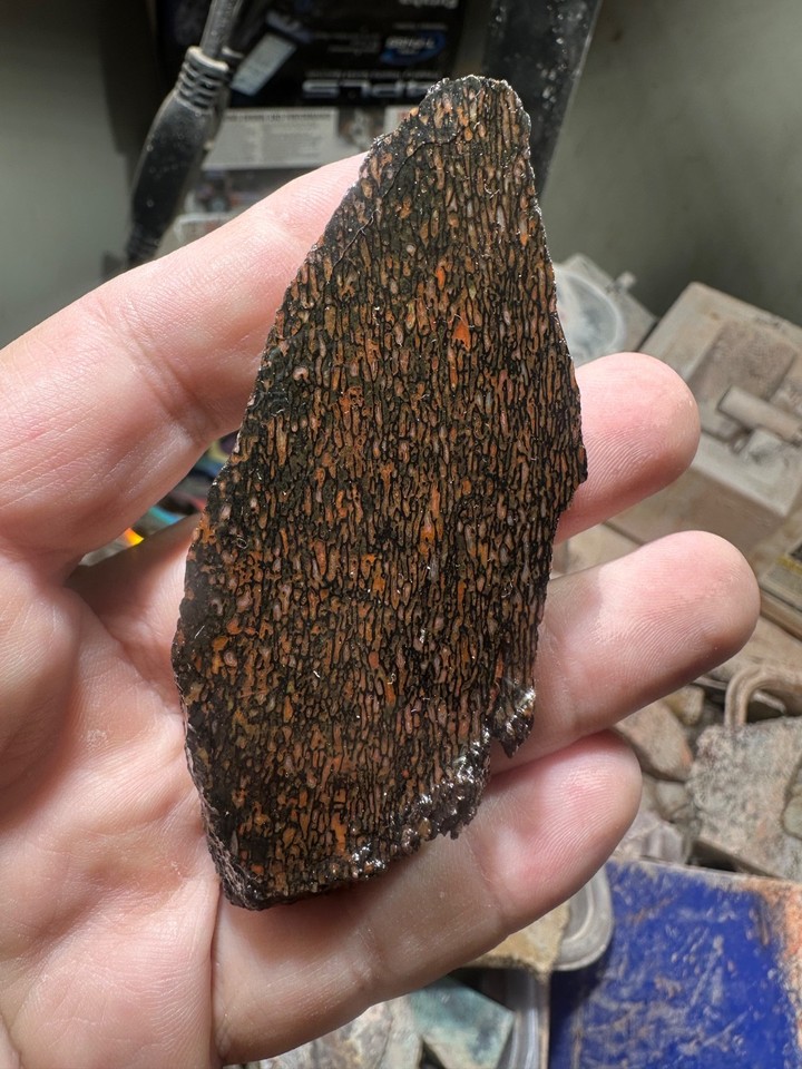 Dinosaur gem bone rough **hxtled slab. | eBay