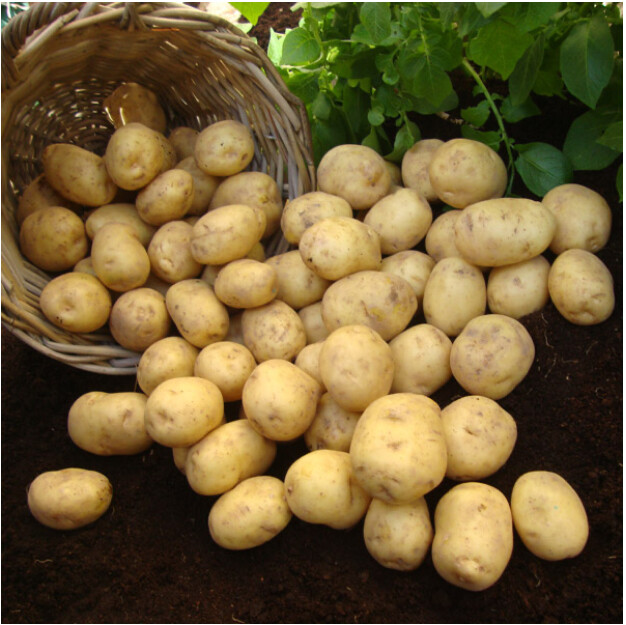 Certified Seed Potatoes -Scottish Basic Seed Potatoes X12 Tubers for ...