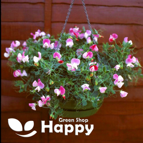 Sweet Pea Dwarf Pink Cupid - 20 seeds - Lathyrus odoratus Hanging ...