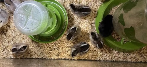 Pure Gold And Silver Duckwing Phoenix Chicken Hatching Eggs | eBay