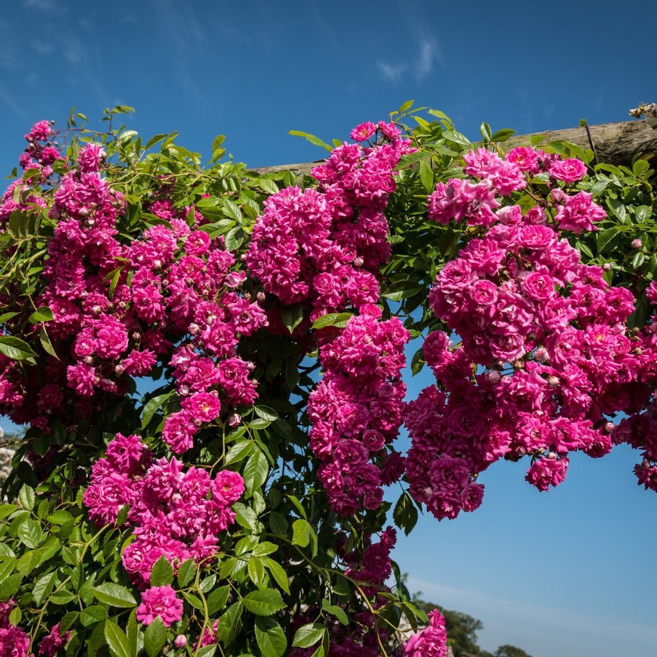 Pink Climbing Rose Seeds, Exotic Pink Rose Seeds, Premium Seeds, Rose ...