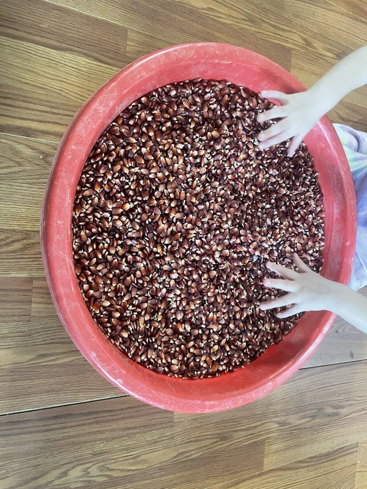 500+ Heirloom Jimmy Red Dent Corn For Seed | eBay