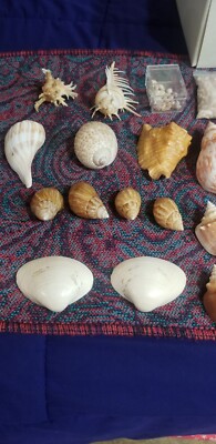 ENORMOUS Seashells Collection VERY RARE | eBay