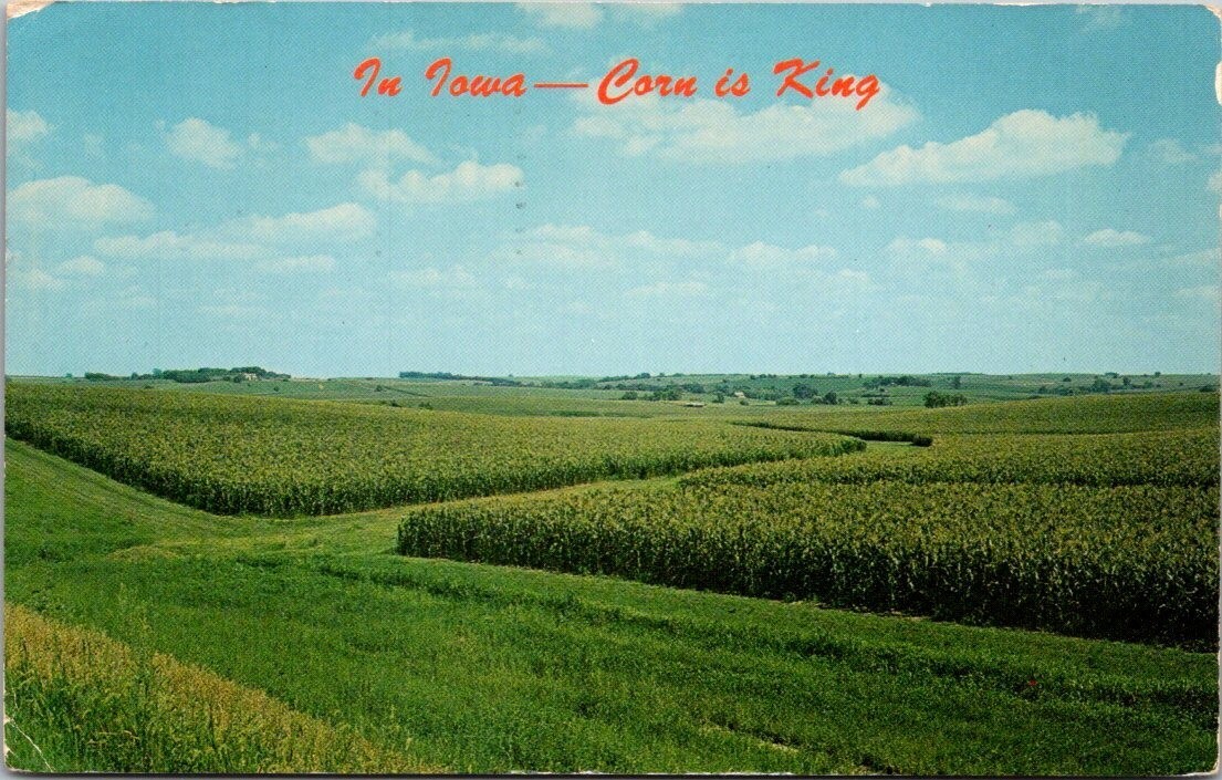 IN IOWA - CORN IS KING CORN FIELD 1967 Posted Vintage Chrome Postcard ...