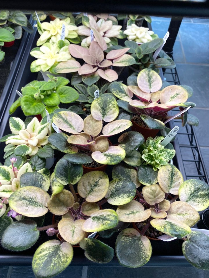 African Violet NK-Avalanzh (Avalanche) Big Starter Plant in Bloom Std ...