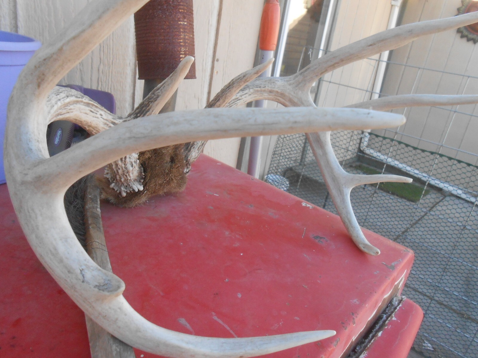 5x5 WHITETAIL DEER RACK Antlers mule mount taxidermy elk cape moose | eBay