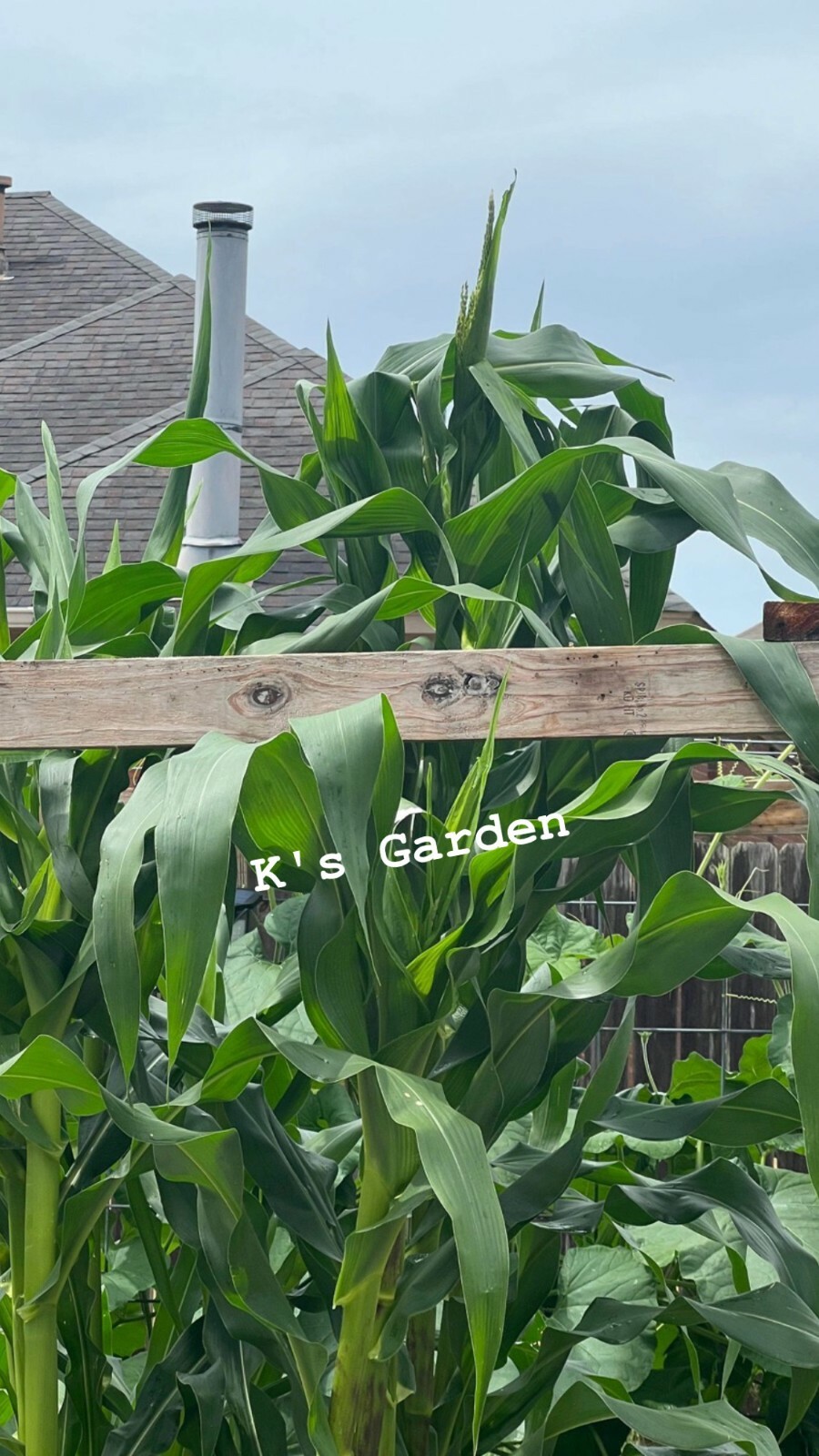 (40+ PCS) WILD VIOLET HYBRID SWEET CORN SEEDS -BẮP NẾP HỒNG VN |90% ...