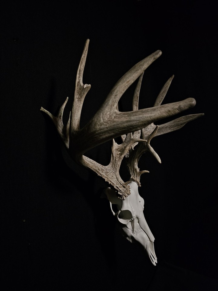 HUGE 190" Whitetail Deer Shed Antlers Skull 20 Point Buck! Wedding ...