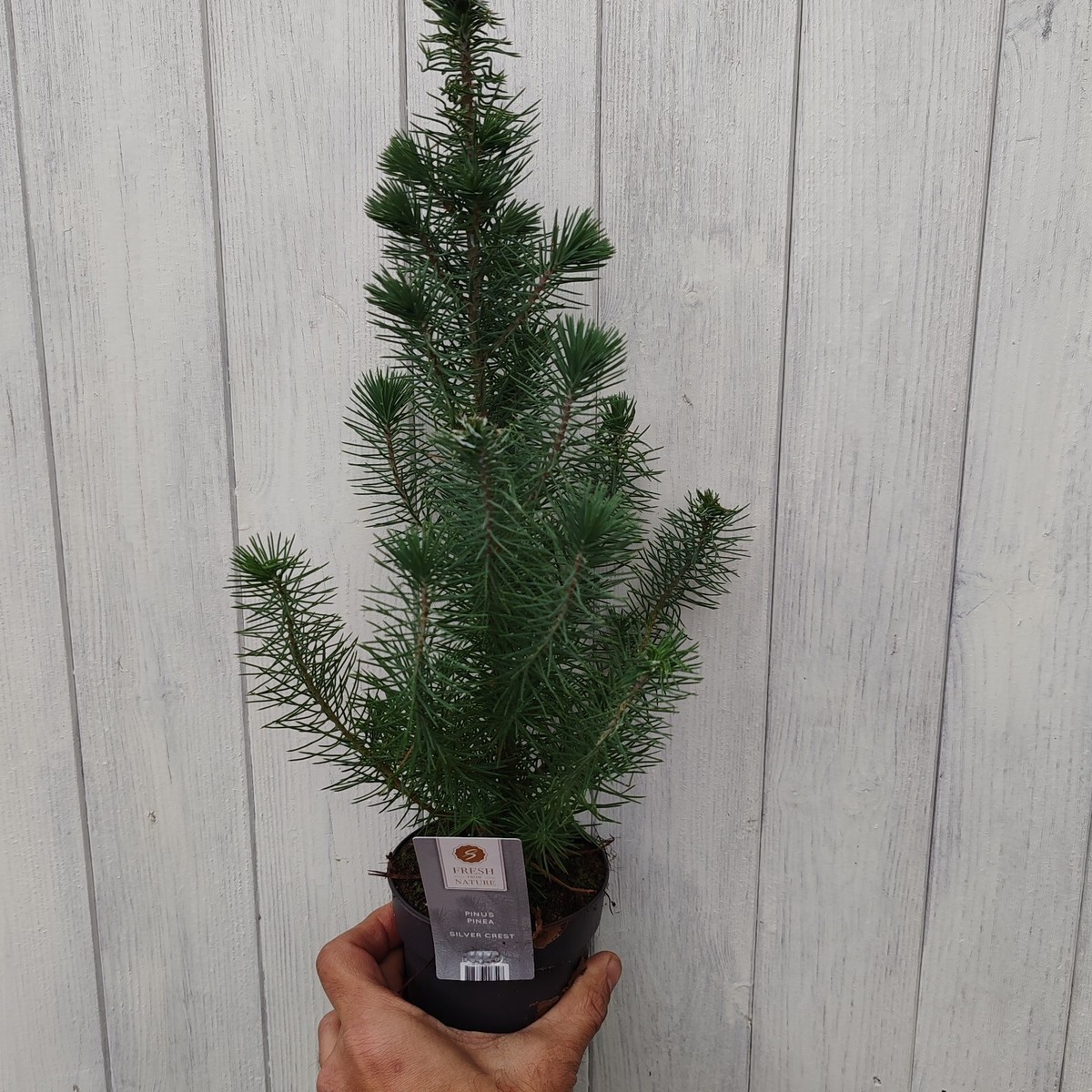 Picea Pinea Silver Crest