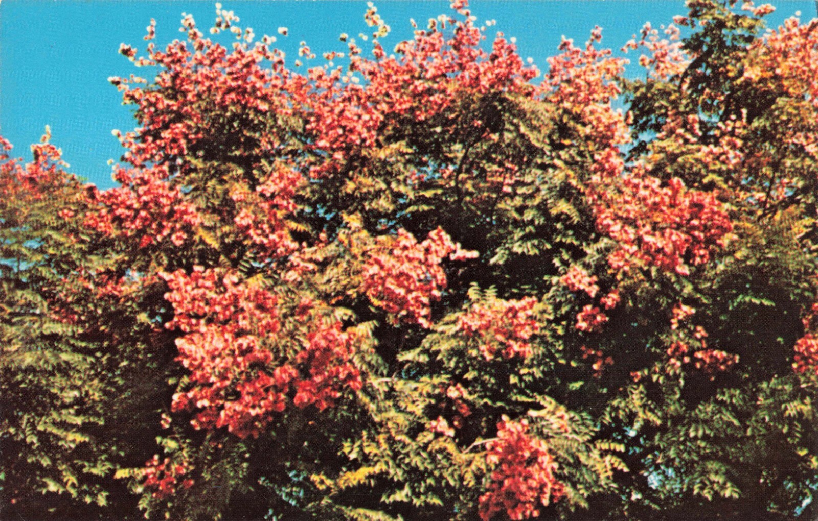 Postcard Golden Rain Tree Edison's Botanical Gardens Ft Meyers Florida ...