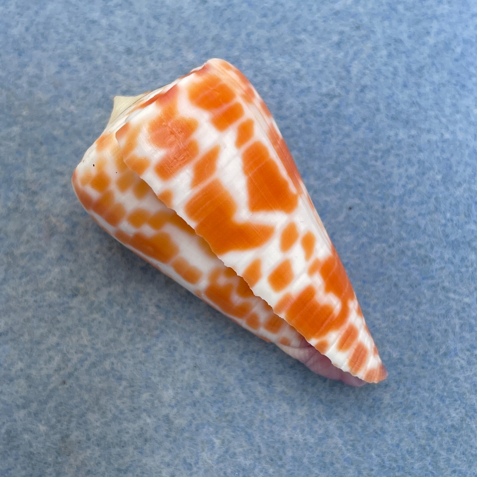 #31 Conus tessulatus 47.5mm F+ Philippines | eBay