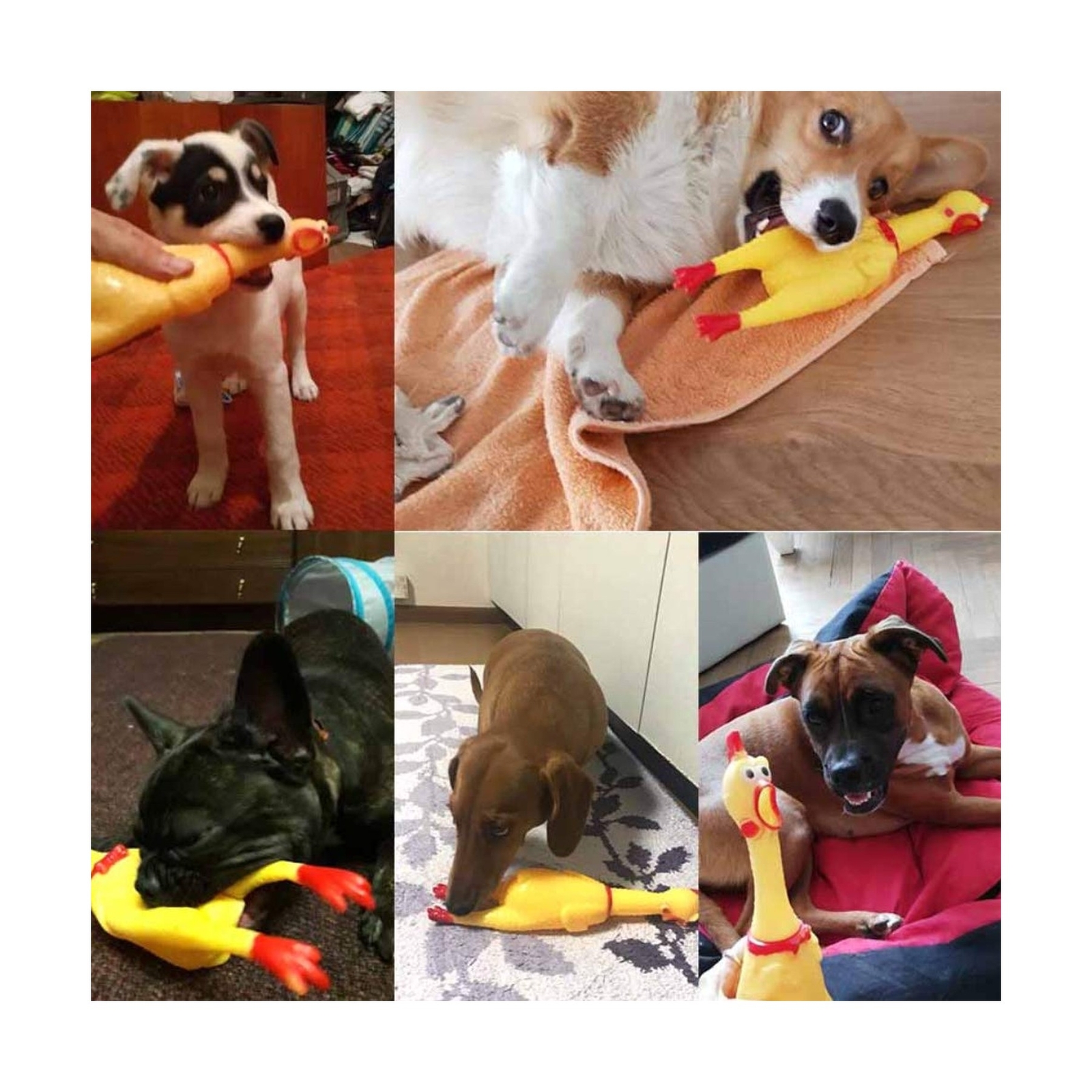 POPLAY Rubber Chicken/Squeeze Chicken, Prank Novelty Toy 12inch | eBay