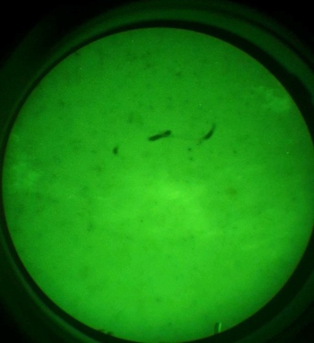 ITT F9810P Night Vision Image tube photocathode intensifier PVS-7 #3 | eBay