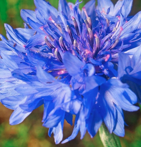 Cornflower 'Blue Boy' Centaurea cyanus - Approx. 50 seeds | eBay UK
