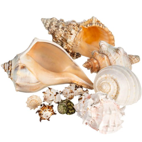 Shell Vase Filler | Im Seashells Mixed Beach Seashells B Quality | 5"8 ...