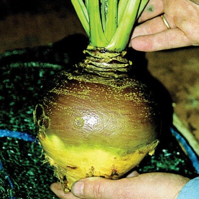 Swede Plants 'Invitation' - 6 x MEDIUM plug vegetable plants ...