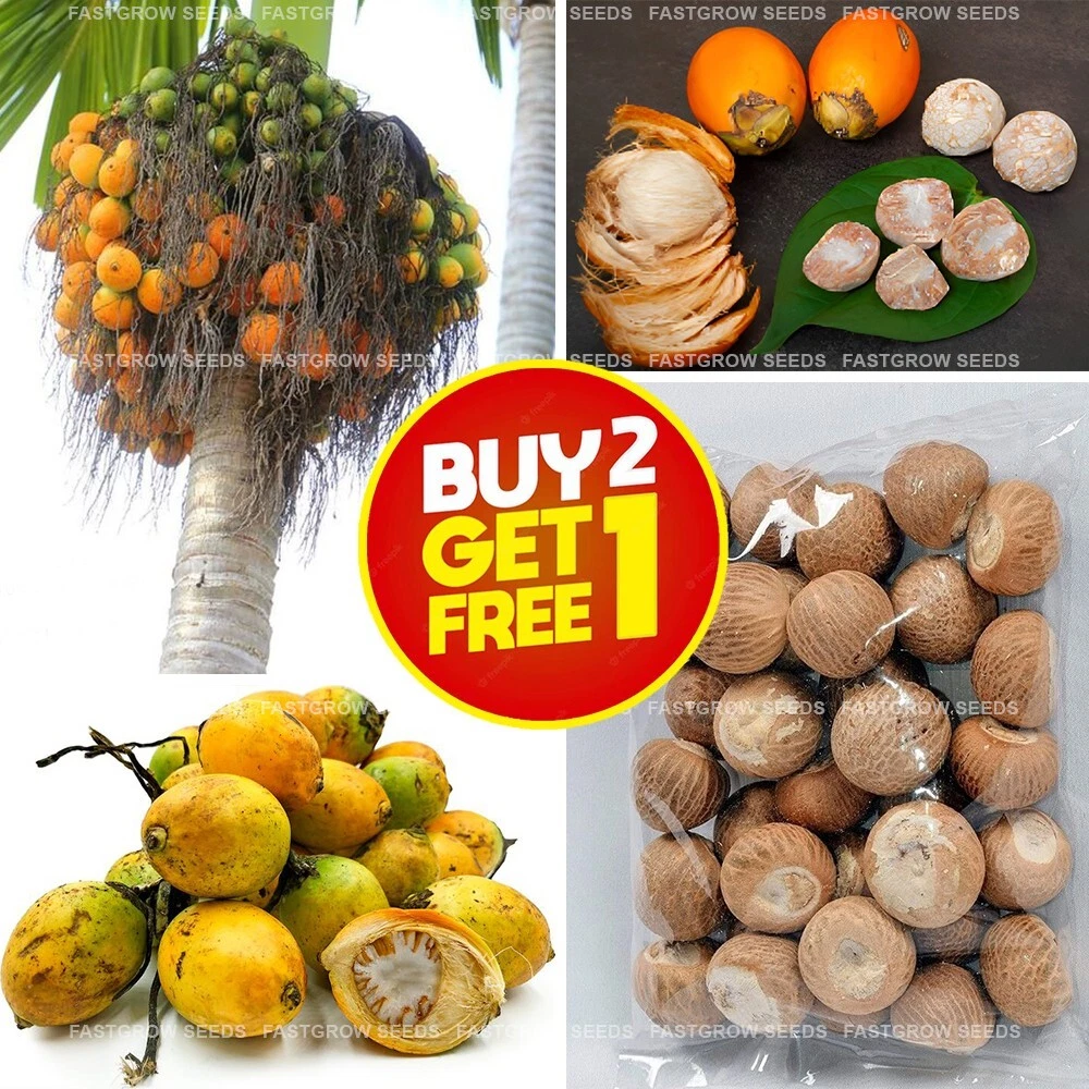 Areca Nut Fruit