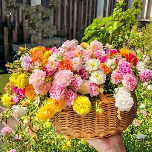 Mixed Color-10000 Sun Rose Seeds - Mexican Rose, Portulaca Grandiflora ...