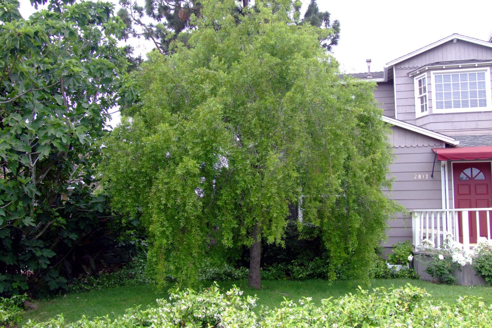Mayten "Weeping Green Shower" Tree Seeds (Maytenus boaria) Rare Willow ...