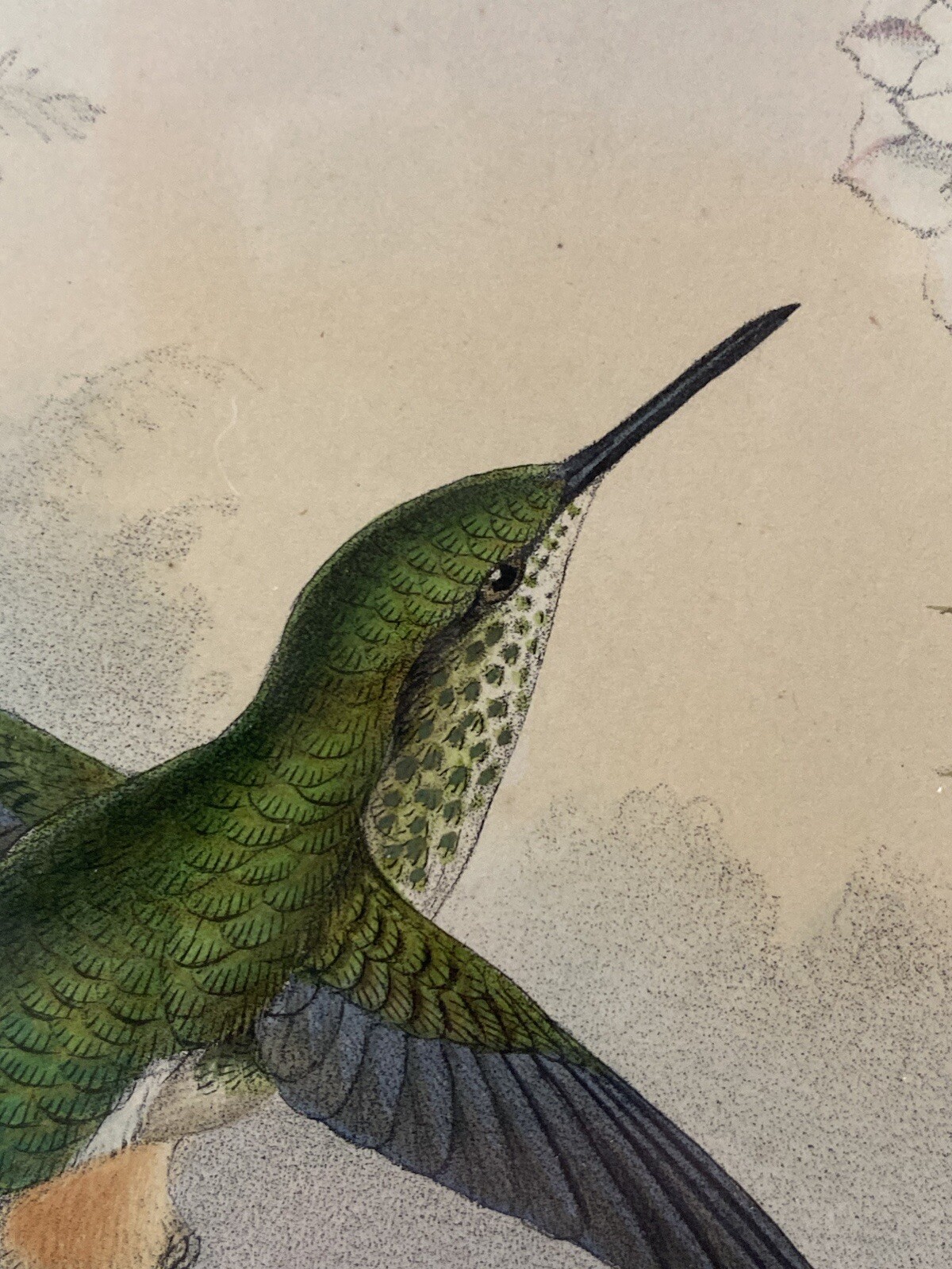 🔥Fine Antique 19th c. Hummingbird Nature Lithograph - JOHN GOULD, Hand ...