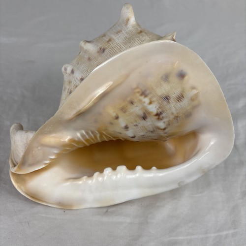 Rare Large Vintage Sea Snail Shell - Queen Helmet Emperor Cassis Ocean ...