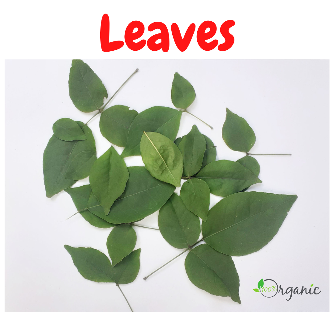 300+ Dried BAEL FRUIT LEAVES Beli Mal Leaf Tea, Bilva, Bel Patri- Aegle ...