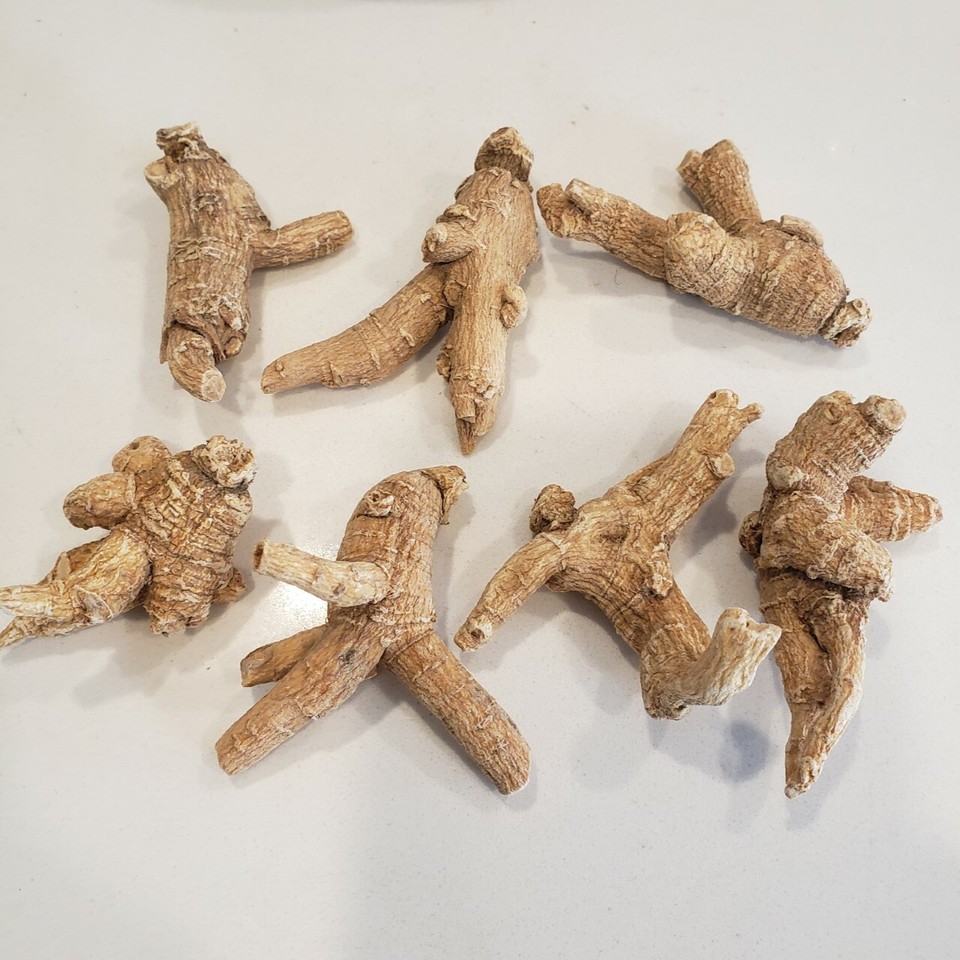 1LB 100% American Ginseng Root Extra Large Round Root US Seller ...