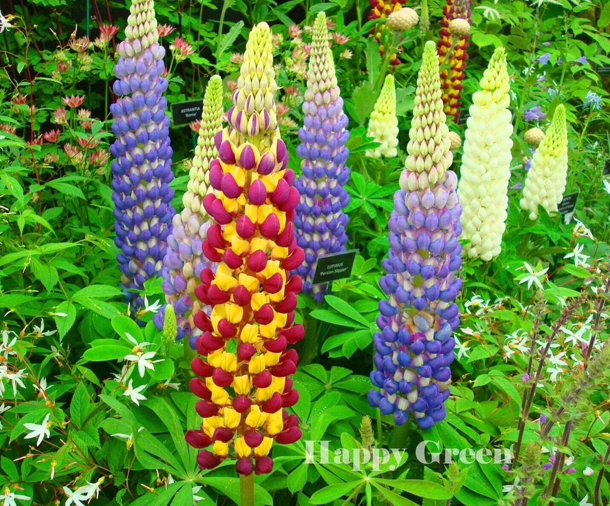 Lupinus Polyphyllus